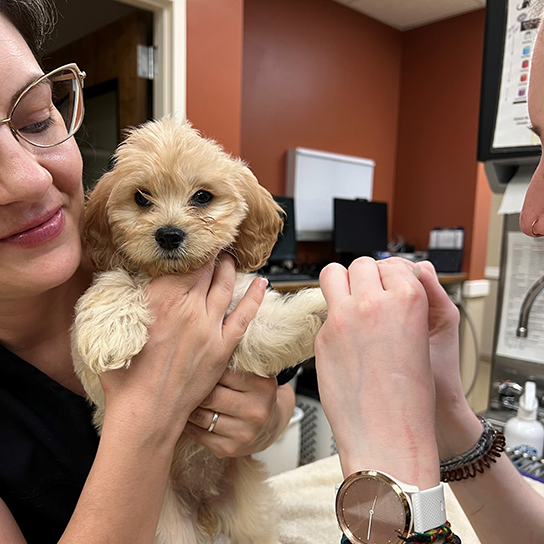 Preston Animal Hospital | Thrive Pet Healthcare