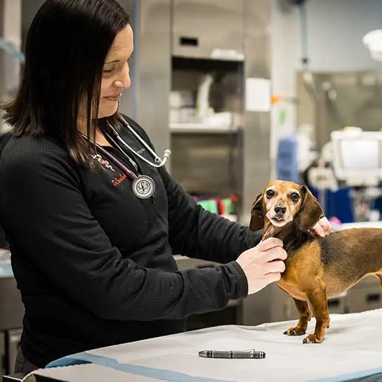 24/7 Emergency Vet Torrance | ACCESS South Bay