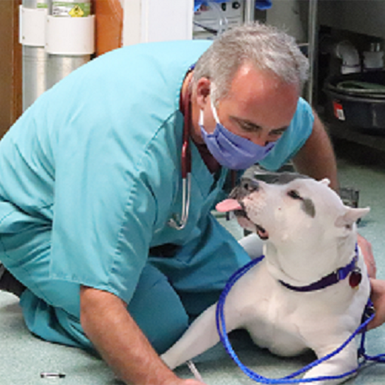 Main Street Animal Hospital | Thrive Pet Healthcare