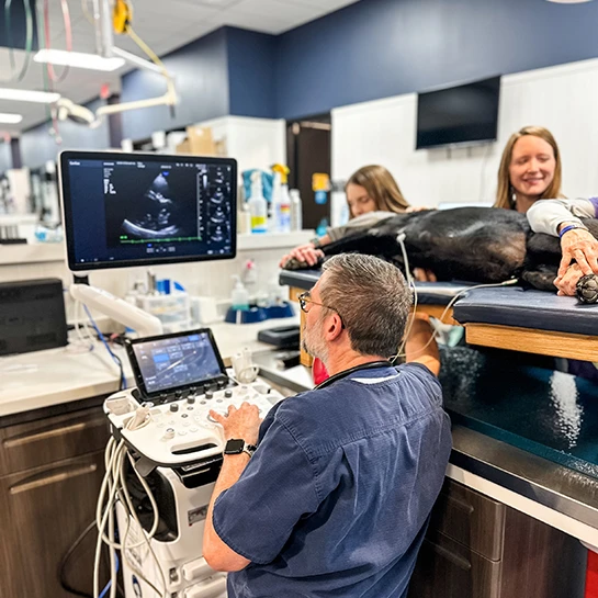 Ozark Veterinary Specialty Care Springdale & Specialty