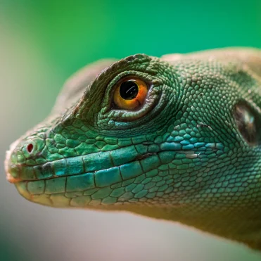 Dog, Cat, & Exotics Vet Austin | Austin Pet & Exotic Hospital