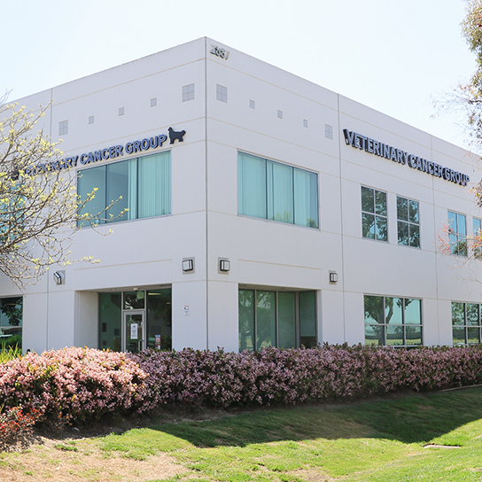 Veterinary Cancer Group OC | Thrive Pet Healthcare
