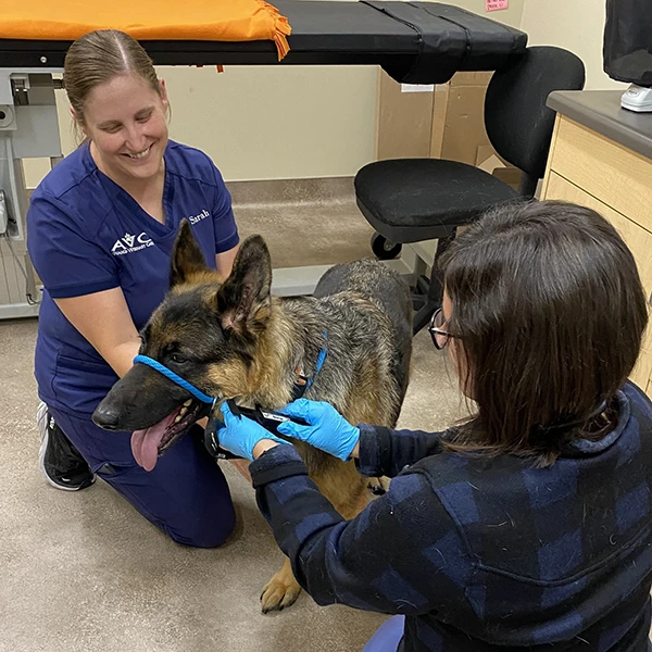 24/7 Emergency Vet Salt Lake City | Advanced Veterinary Care