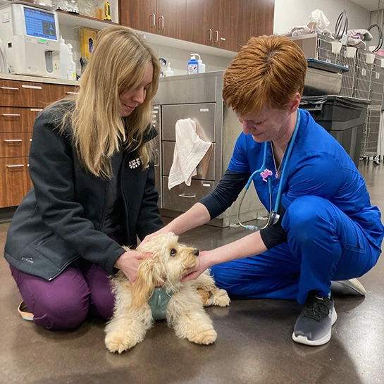 Veterinarian Redmond WA | Redmond-Kirkland Animal Hospital