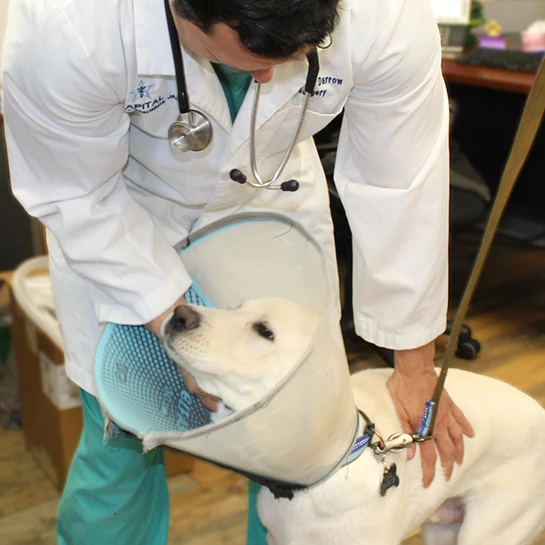 24/7 ER Vet Jacksonville | Capital Veterinary Specialists, Jax