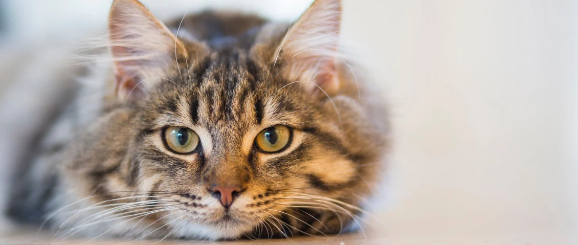Consumer Reports: Should You Be Using Cat Litter Made of Tofu?