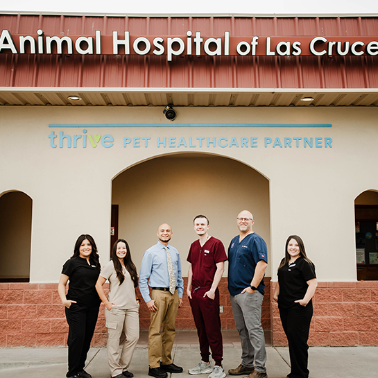 Veterinarian Las Cruces | Animal Hospital of Las Cruces
