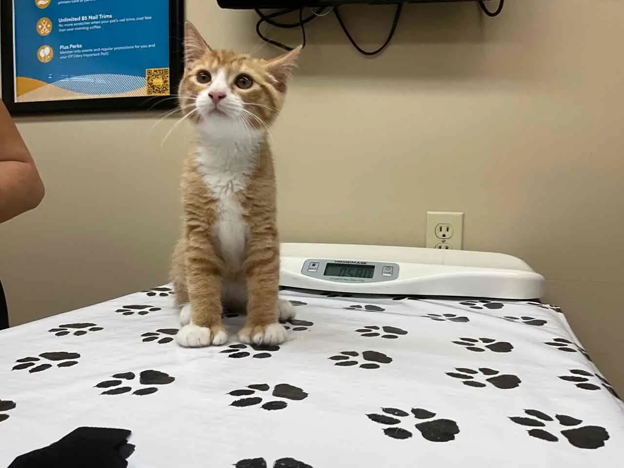 Main Street Animal Hospital | Thrive Pet Healthcare