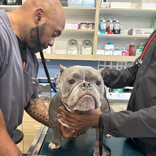 Veterinarian Atlanta, GA | Thrive Pet Healthcare Midtown