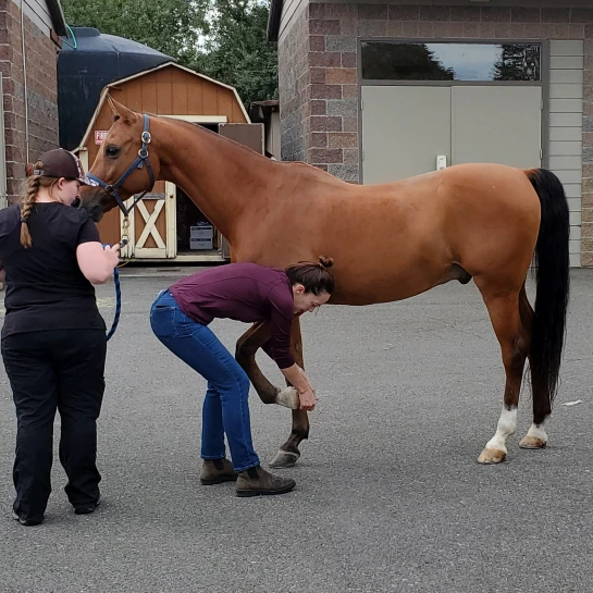 Equine Veterinarian Snohomish | Pilchuck Veterinary Hospital