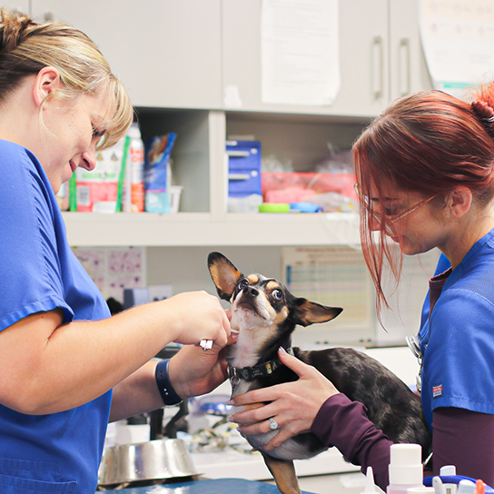 Veterinary Cancer Group South Bay | Thrive Pet Healthcare