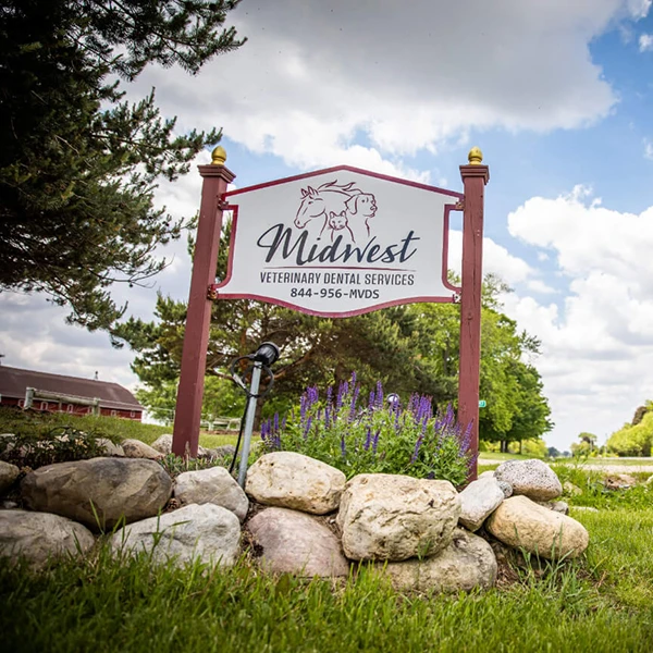 Pet Dental Care Elkhorn WI | Midwest Veterinary Dental Services