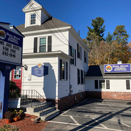 Main Street Animal Hospital | Thrive Pet Healthcare