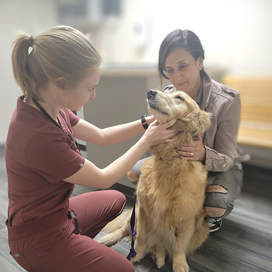 Victor, NY Vet for Cats and Dogs | Perinton Veterinary Hospital