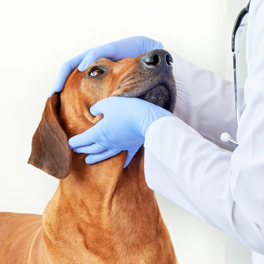 Veterinary Ophthalmology New York NY | Eye Care for Animals