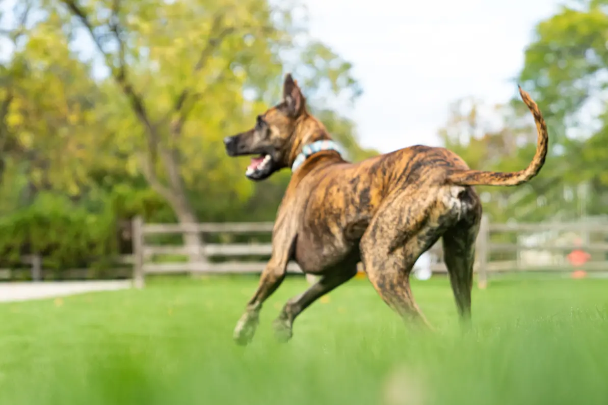 How To Implement a Dog Training Schedule | Thrive Pet Healthcare