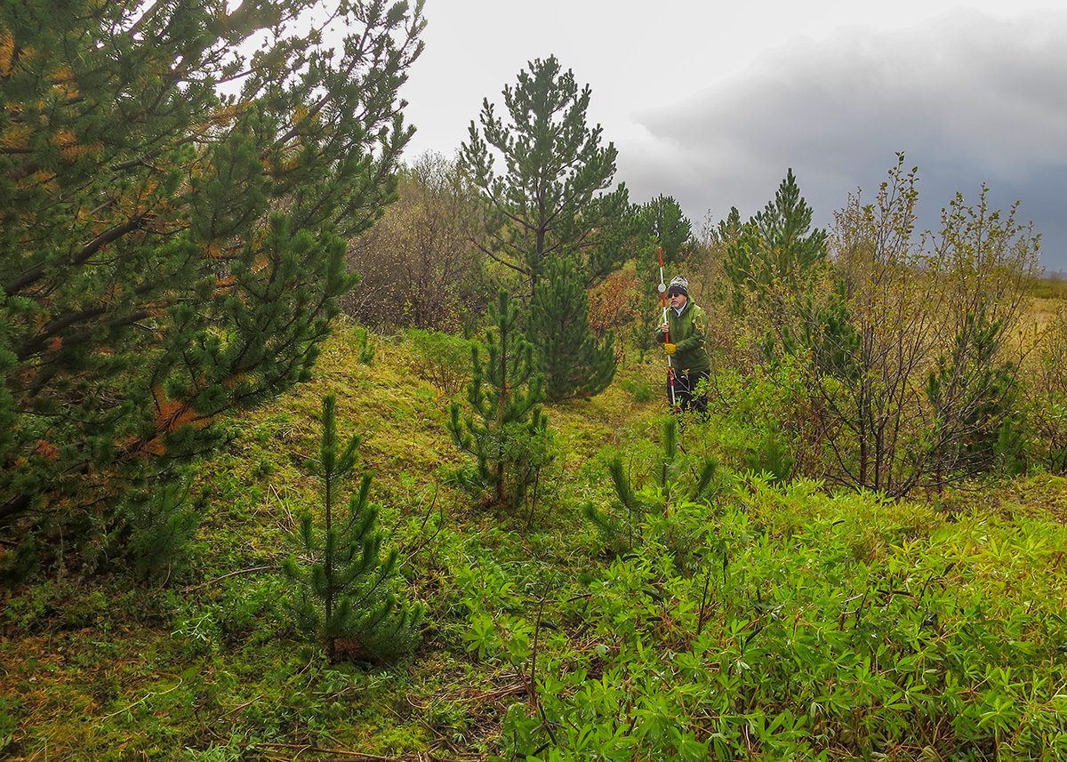 New study shows potential for carbon sequestration on degraded land ...