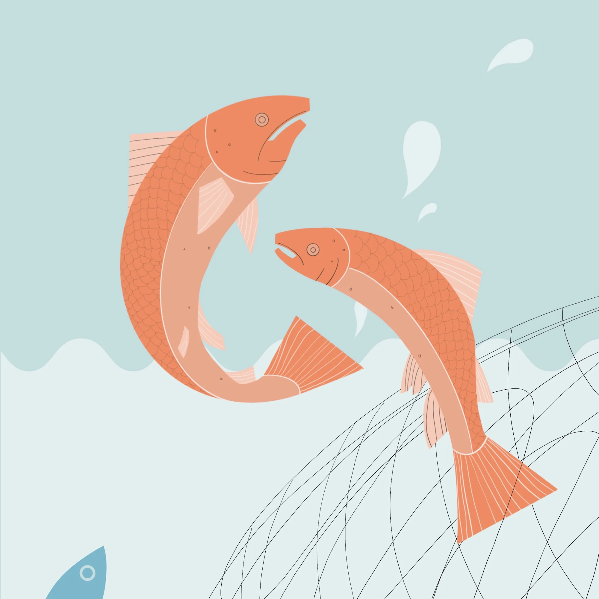 Origin analysis of salmon caught in rivers | Ísland.is