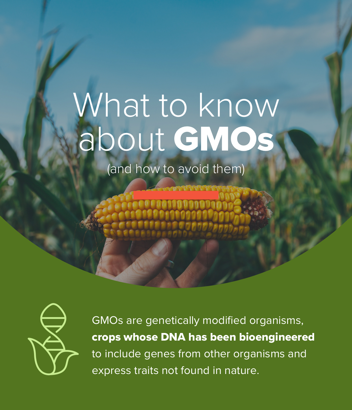What to Know About GMOs