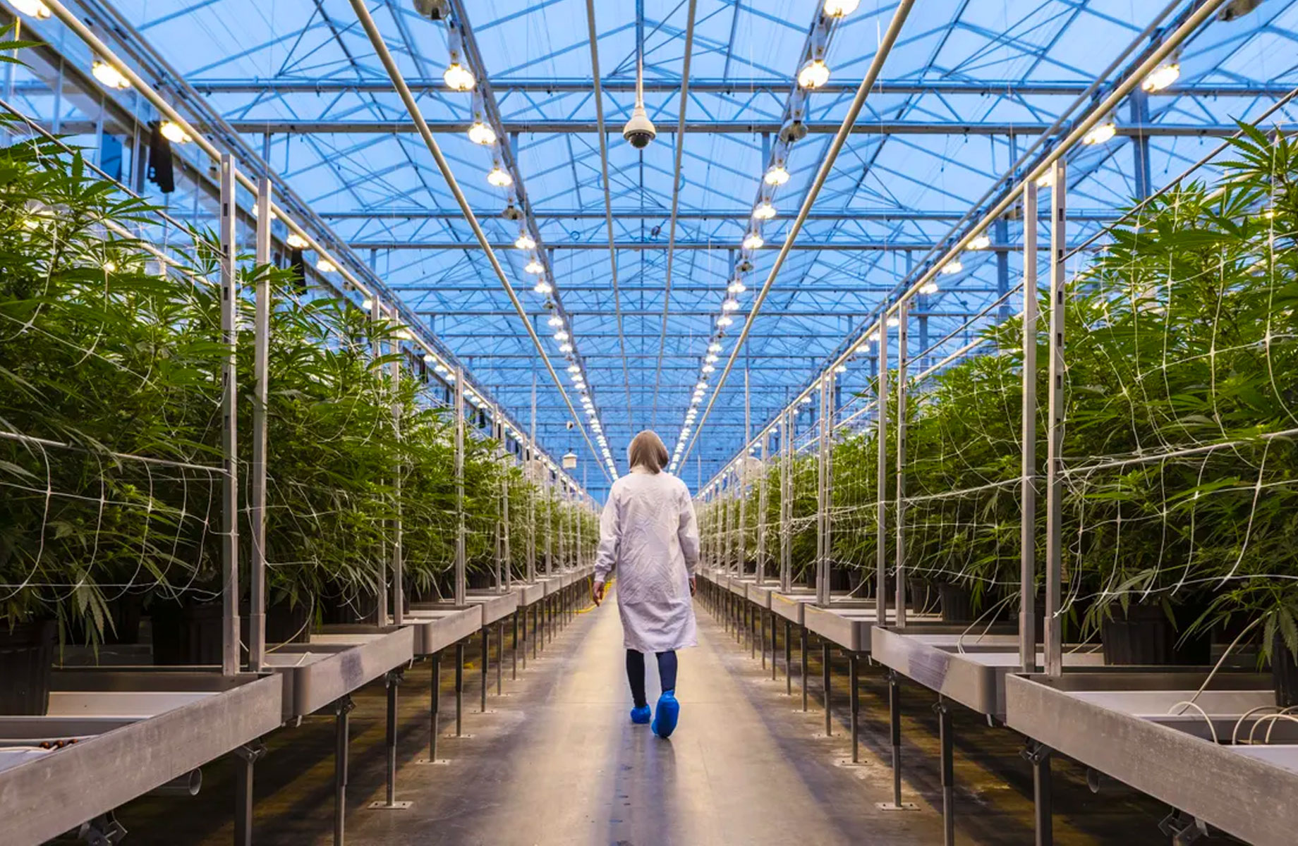 Industrial Hemp Trial Green Lit in Victoria | The Urban Developer