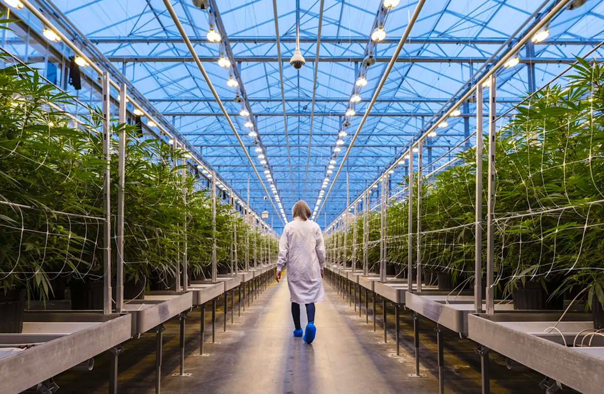 Industrial Hemp Trial Green Lit in Victoria