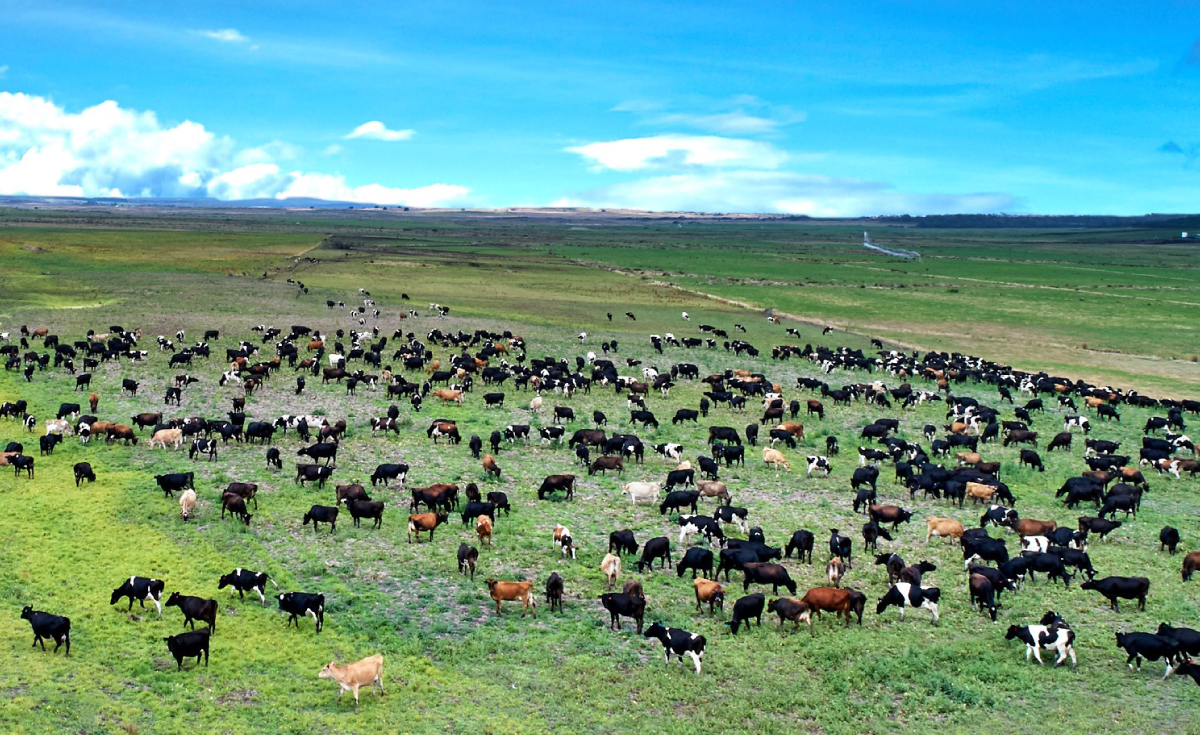 Tasmania Farm Hits the Block for $65m | The Urban Developer