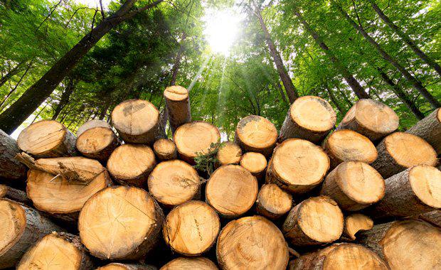 What Role Does Timber Play In More Efficient And Sustainable ...