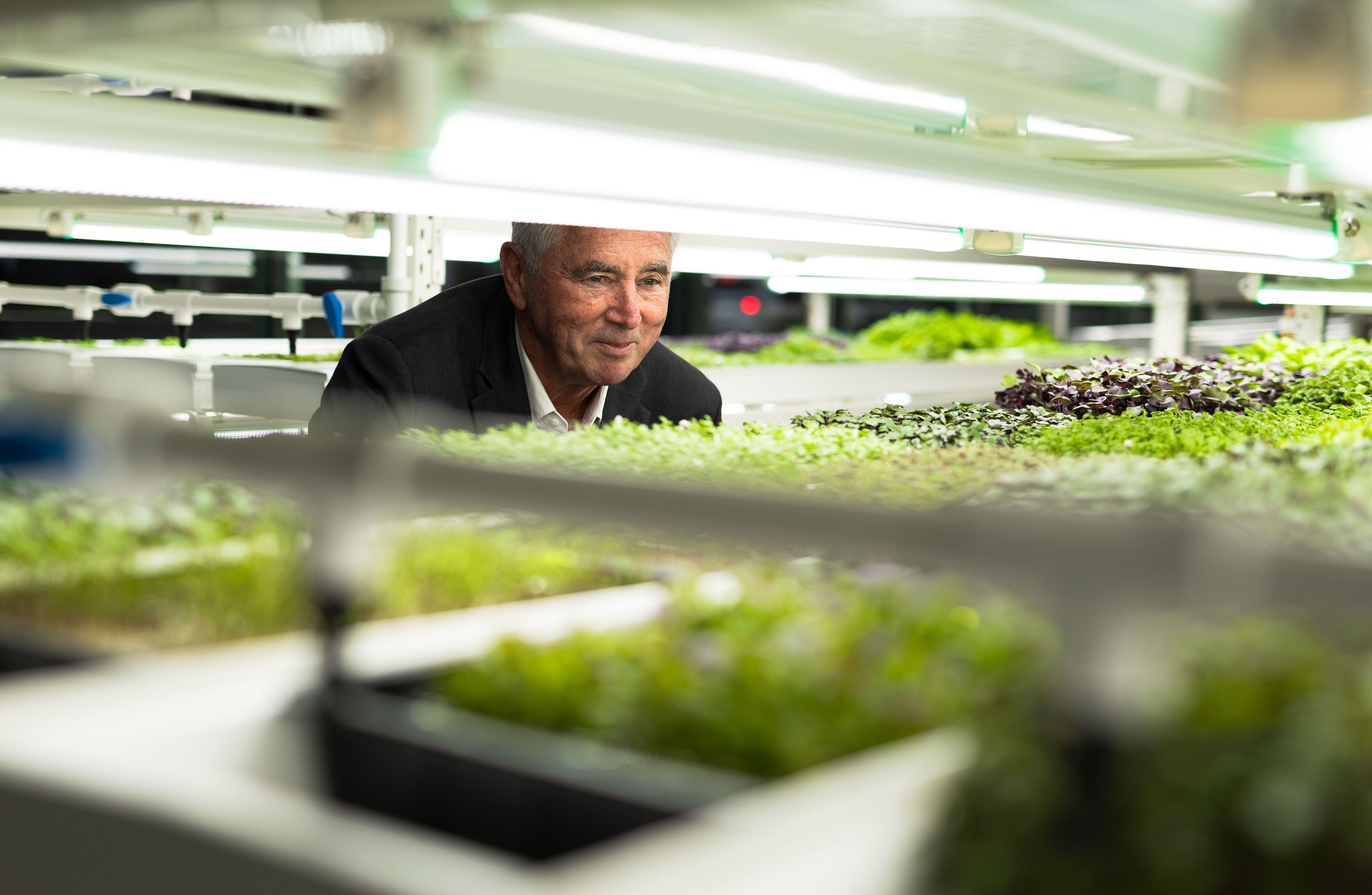 From Lobby to Lettuce: Brisbane Hotel Brings the Farm Inside | The ...