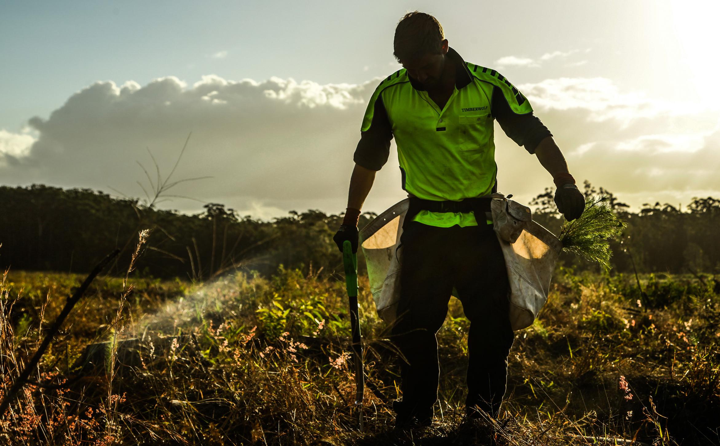 How AWX-subsidiary Timberwolf Has Revolutionised Planting For ...