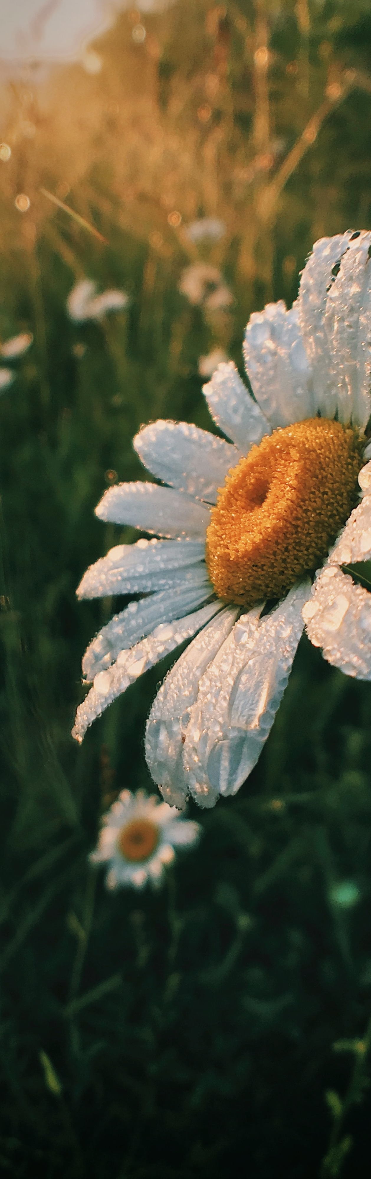 0% Interest Credit Cards | Compare and Apply | ClearScore GB