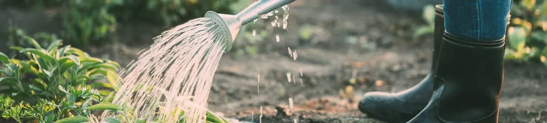 Gardening 101. Here's How to Properly Water Your Garden