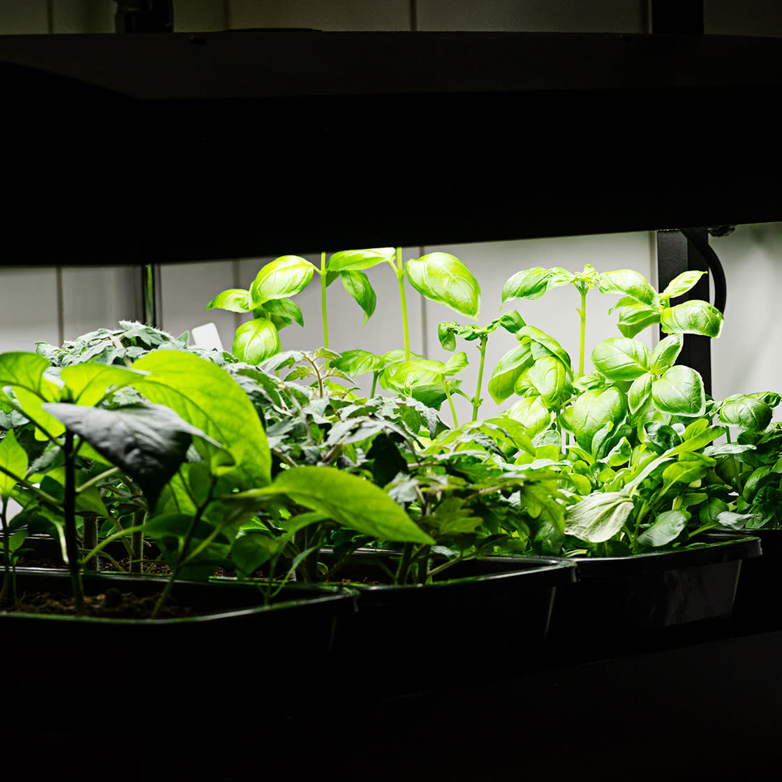 Here’s How to Start an Indoor Herb Garden | Home Hardware