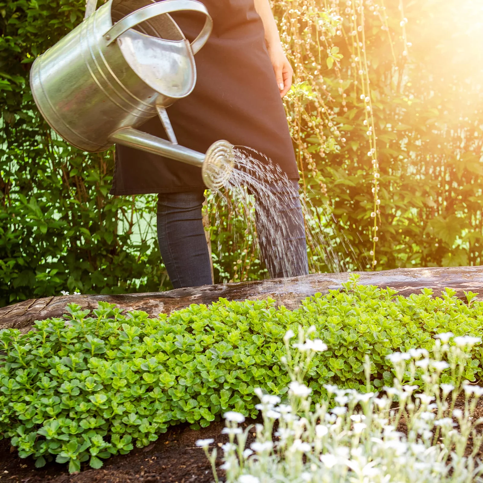 How to Properly Water Your Garden | Home Hardware