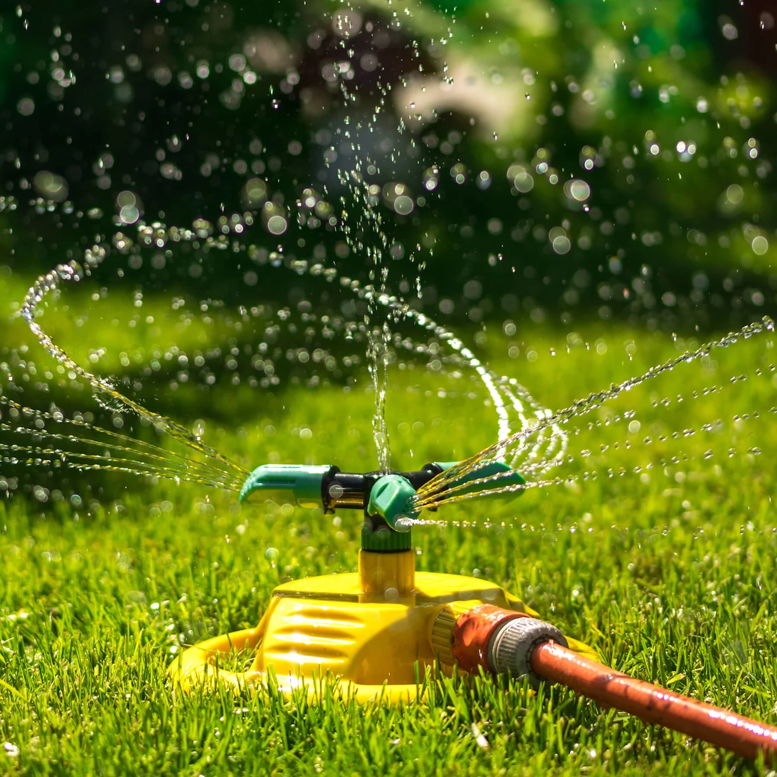 Gardening 101. Here's How to Properly Water Your Garden