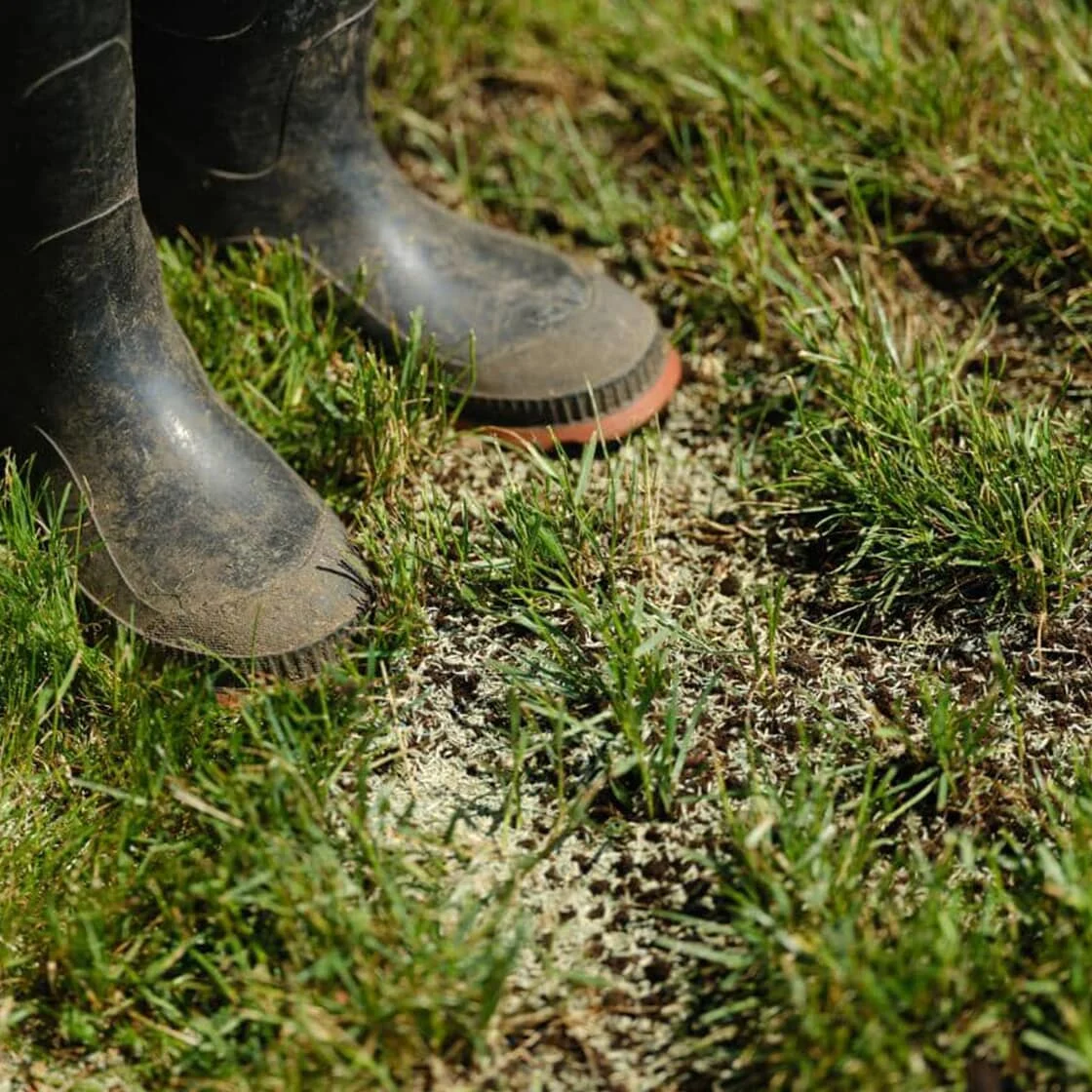 Here’s How to Plant Your Own Grass