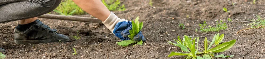 Here’s How to Control Weeds in Your Lawn & Garden | Home Hardware