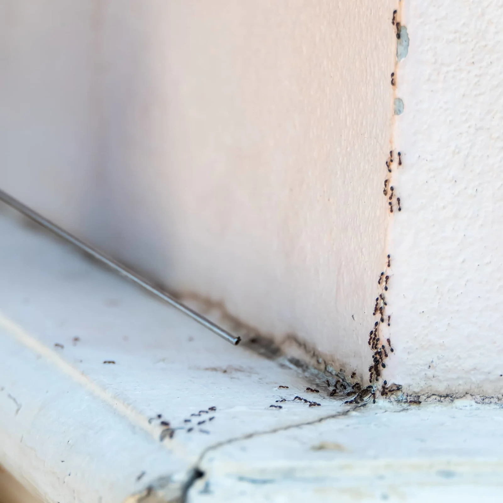 Have an Ant Problem? Here’s How to Get Rid of Ants Once and For All