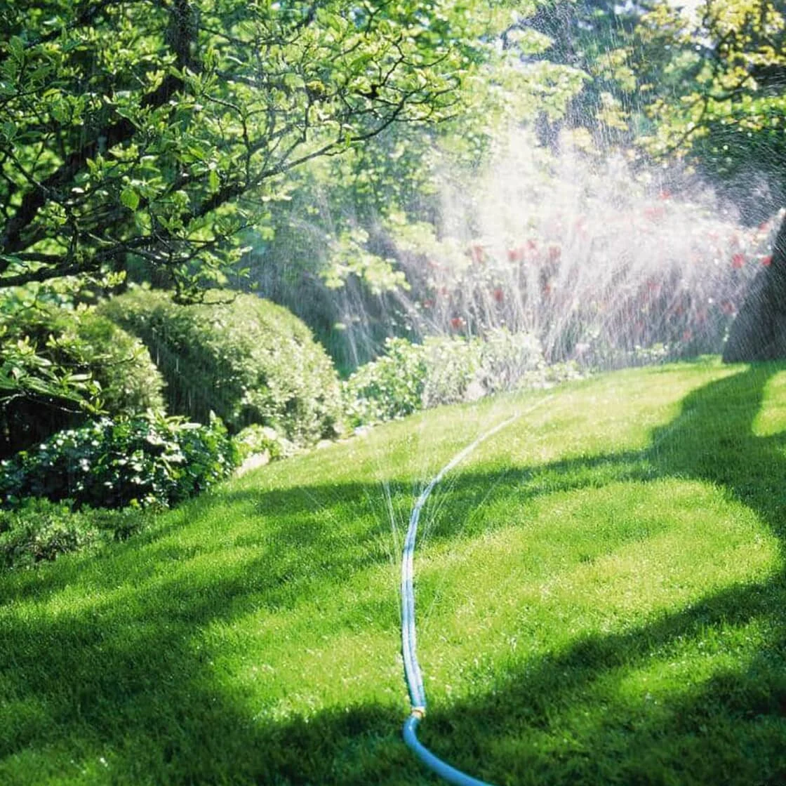 Here’s How to Plant Your Own Grass