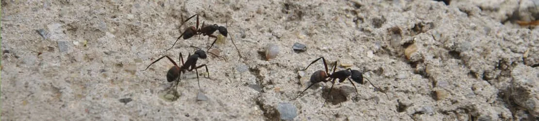 Have an Ant Problem? Here’s How to Get Rid of Ants Once and For All