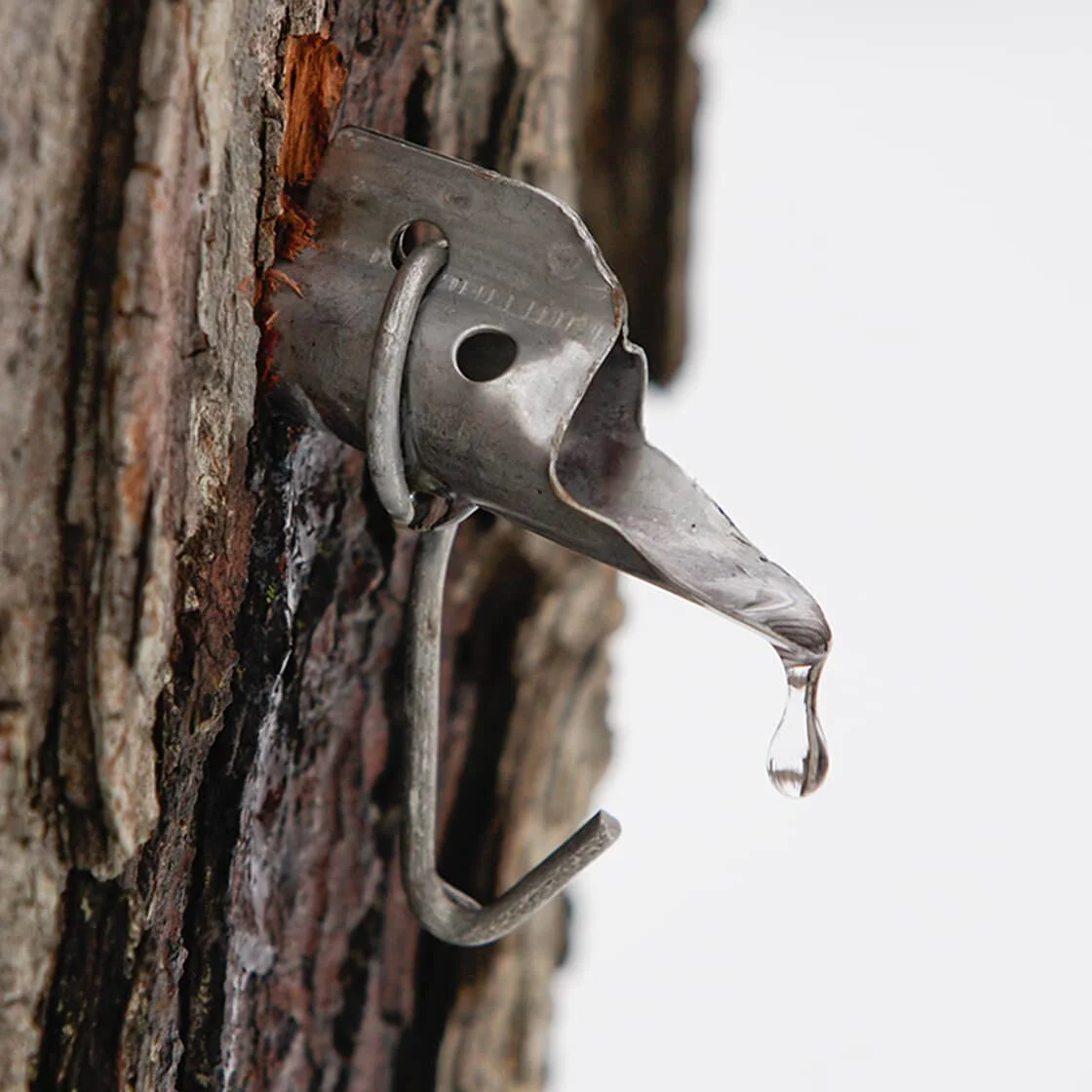 Savoir. Faire. Voici comment entailler un érable et faire votre propre ...