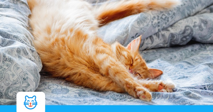 Chien et chat : la maladie de Lyme