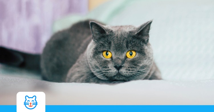 Assurance chat, Mutuelle chat