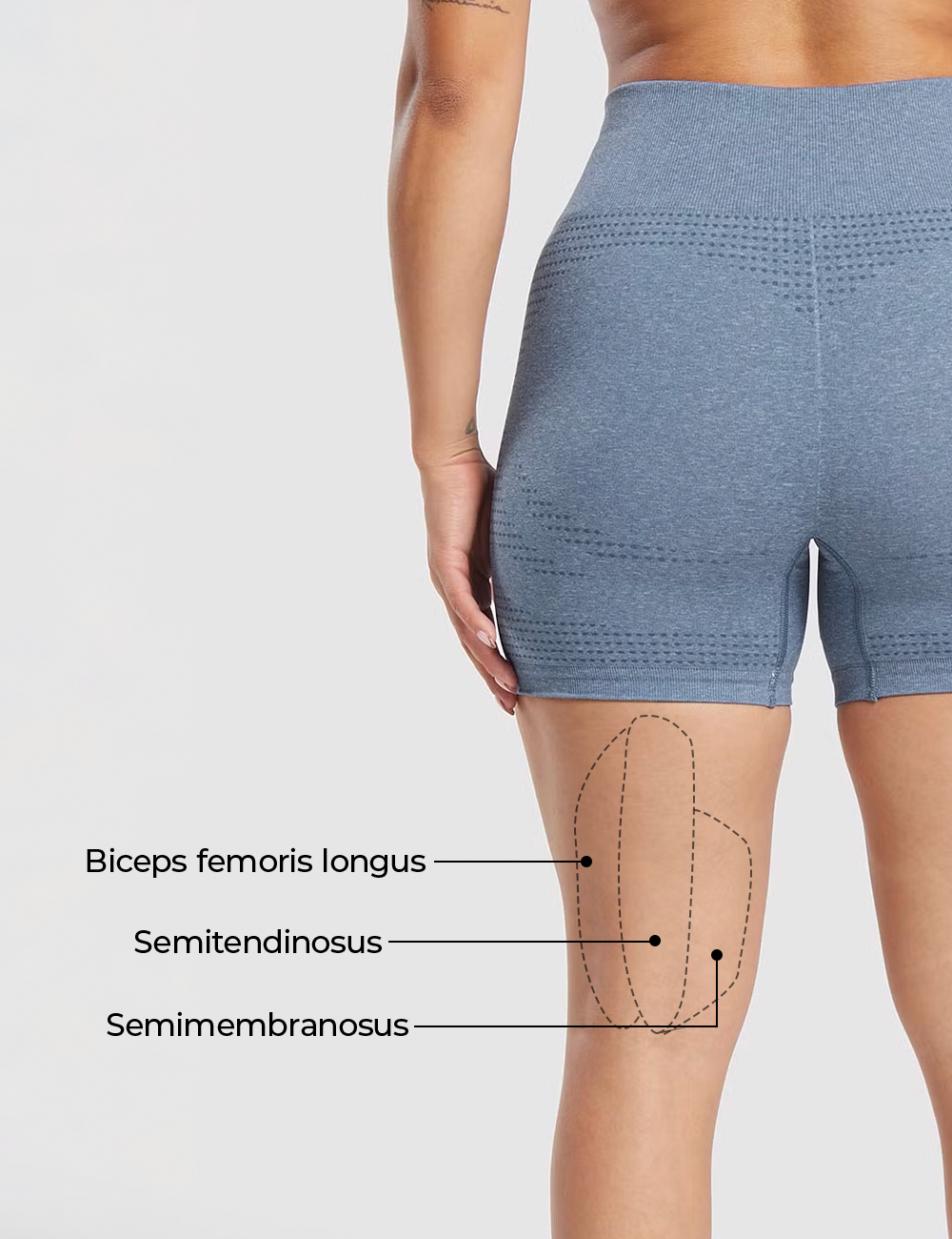 Where Are Your Hamstrings Located