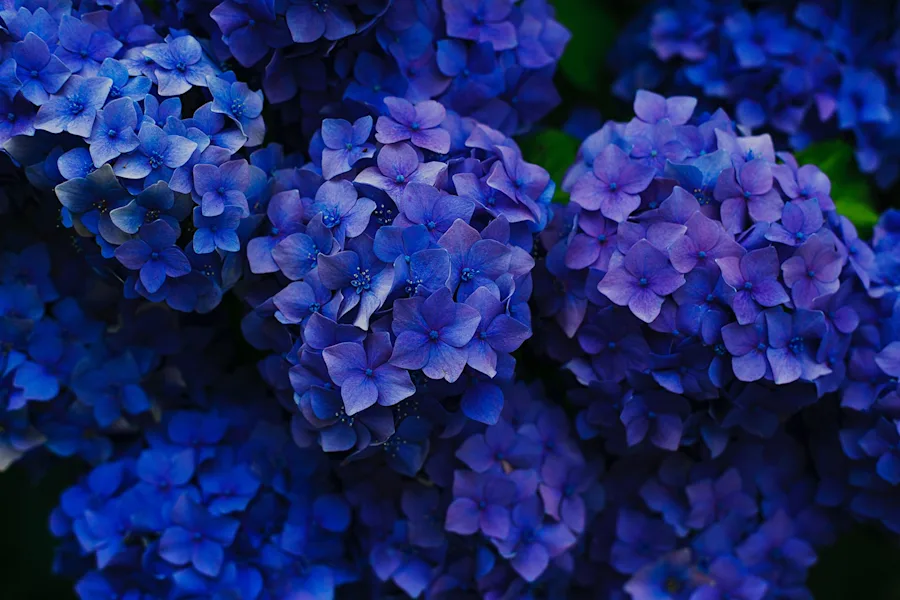 Hidden Gems for a Musical Mother’s Day - Classical California