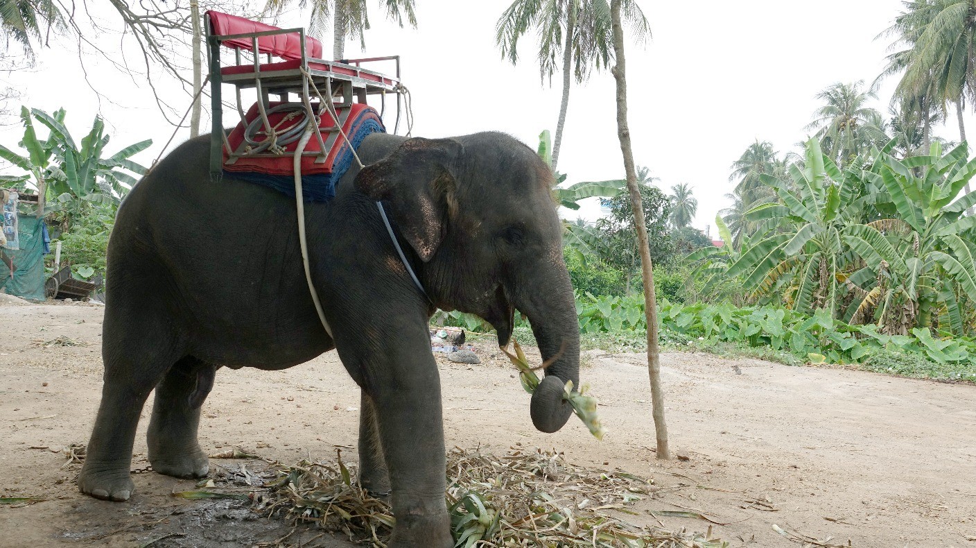 Campaign to ban elephant tourism taken to Downing Street | Good Morning ...
