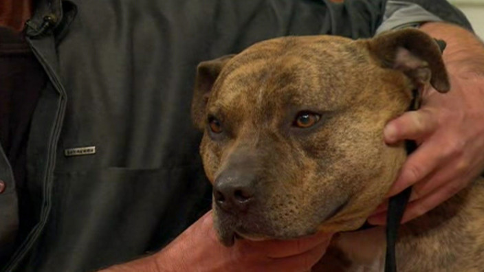 Woof justice - From dogs home to Hollywood for this lucky pooch | Good ...