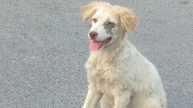 Whitey the dog is looking for a home | Good Morning Britain