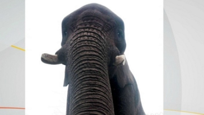 Smile! Is this the world's first elphie? | Good Morning Britain