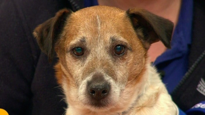 Give a dog a home: Gorgeous George | Good Morning Britain