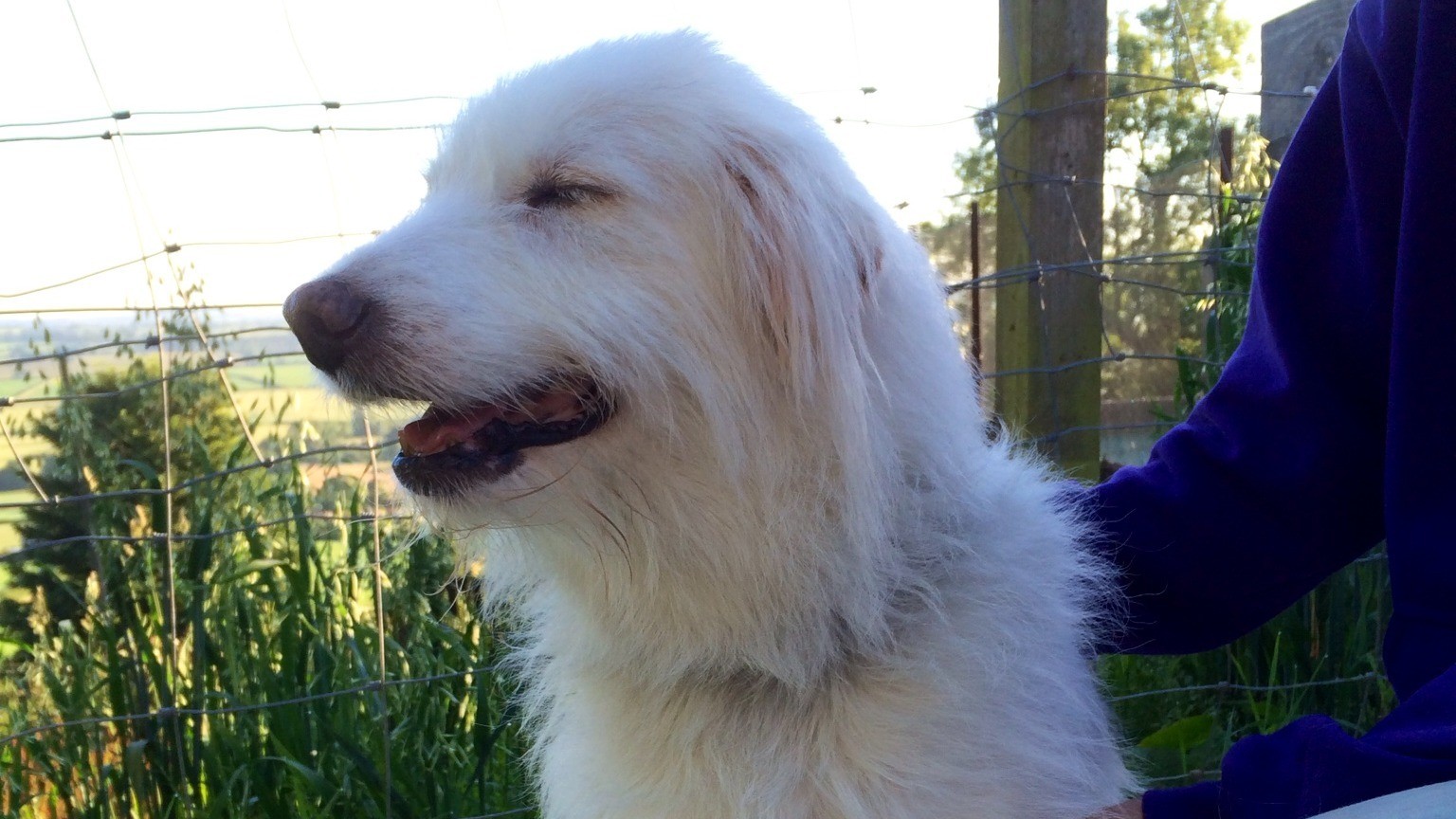 Dolly the dog for Dolly? | Good Morning Britain